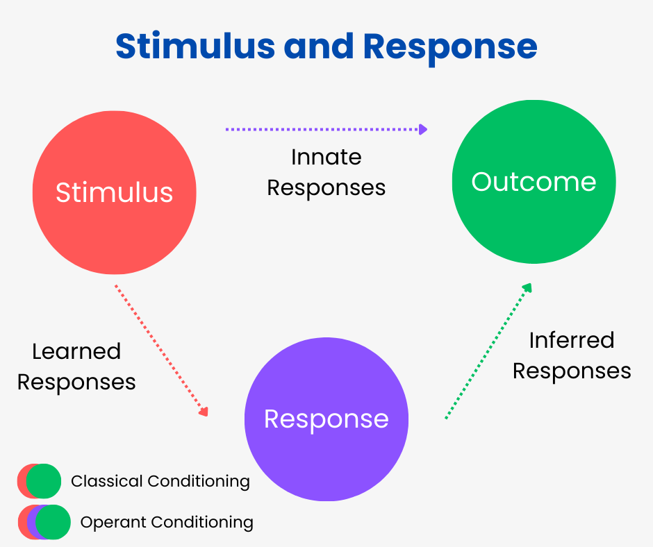 Stimulus Response Model Stimulus And Response Year 9 Science. Any