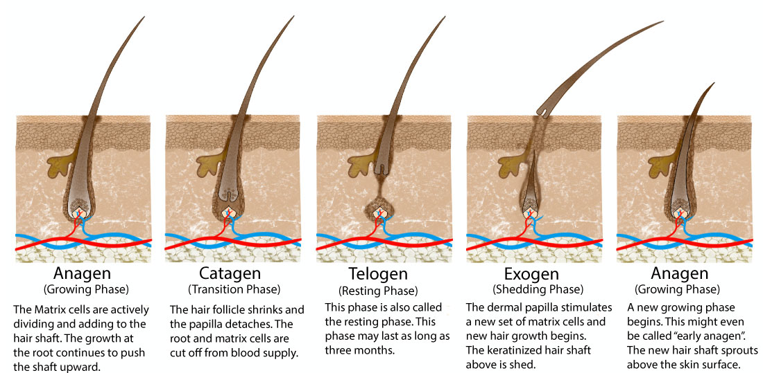 Hair Shaft All About The Hair Shaft: Understanding Its Role In Hair